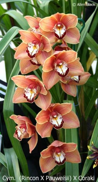 National Capital Judging Center - Richmond Orchid Alliance Show ...