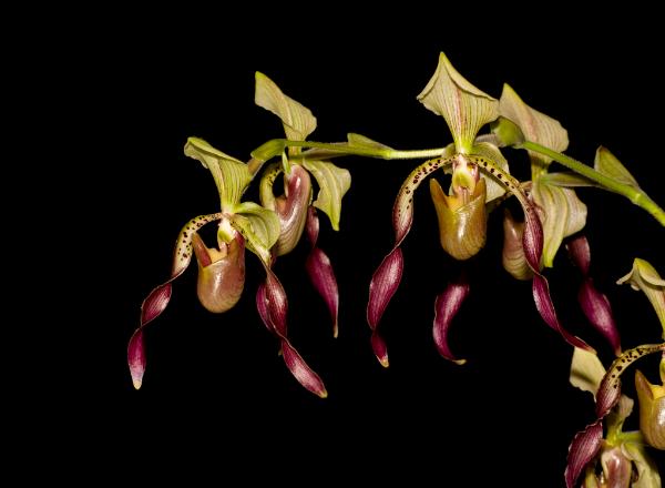 National Capital Judging Center - June Awards